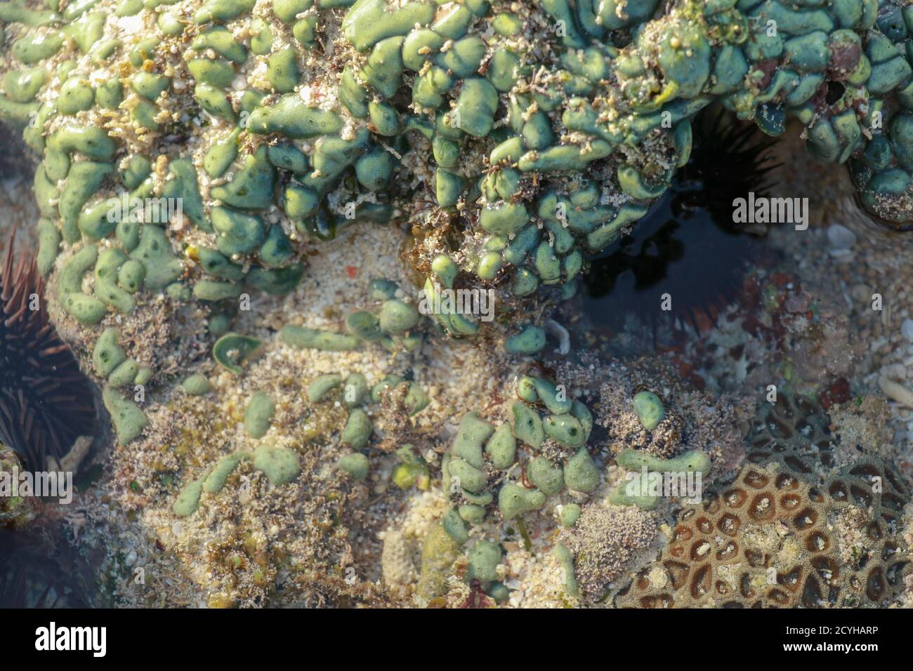 This is a green favia coral with bright red and green eyes. Sea coral ...