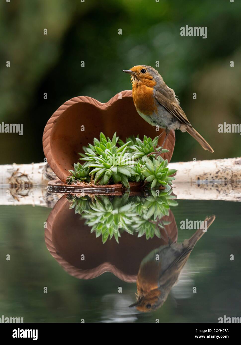 Robin photographed at a garden reflective pool in North Yorkshire Stock ...