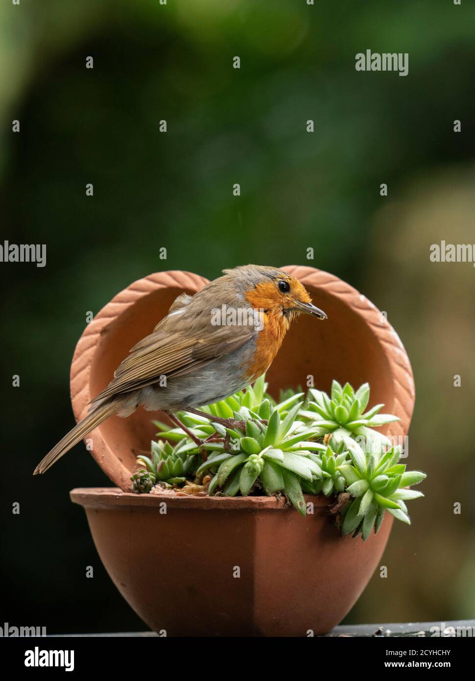 Robin photographed at a garden reflective pool in North Yorkshire Stock ...