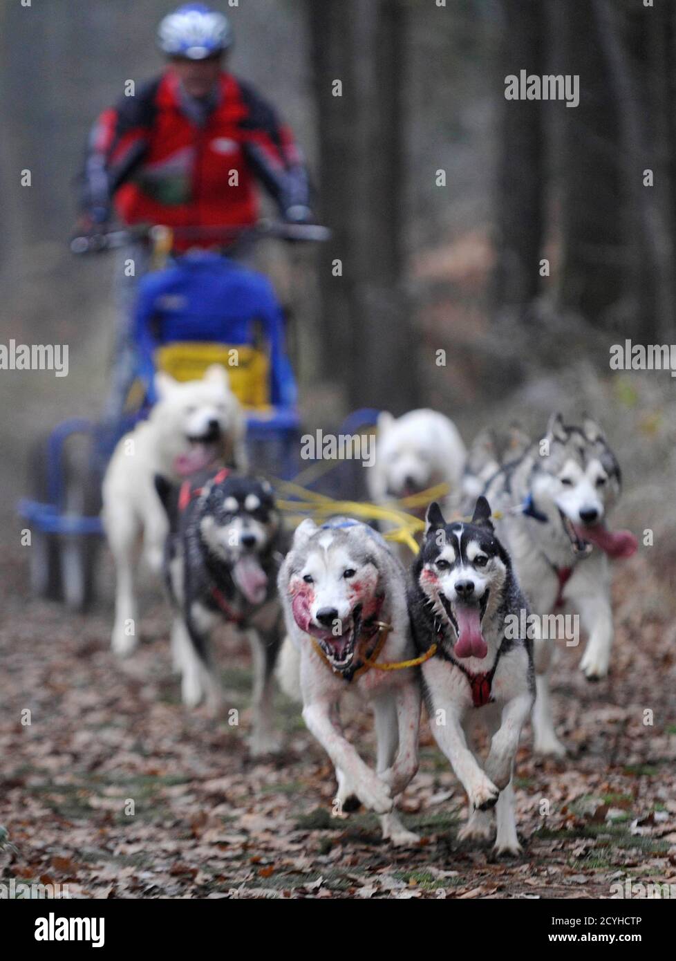 Human races chart hi-res stock photography and images - Alamy