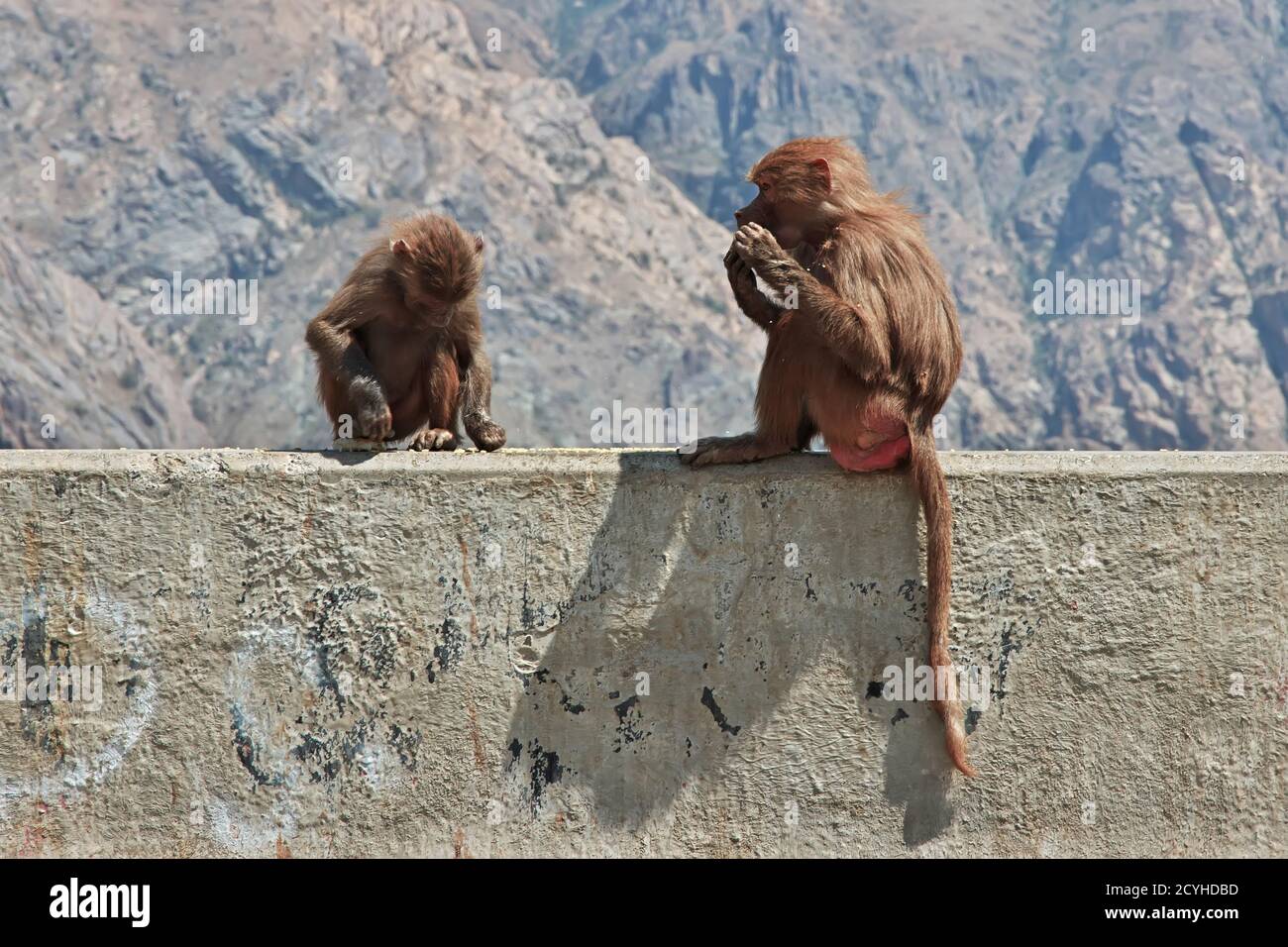 The monkey in mountains of Saudi Arabia Stock Photo - Alamy