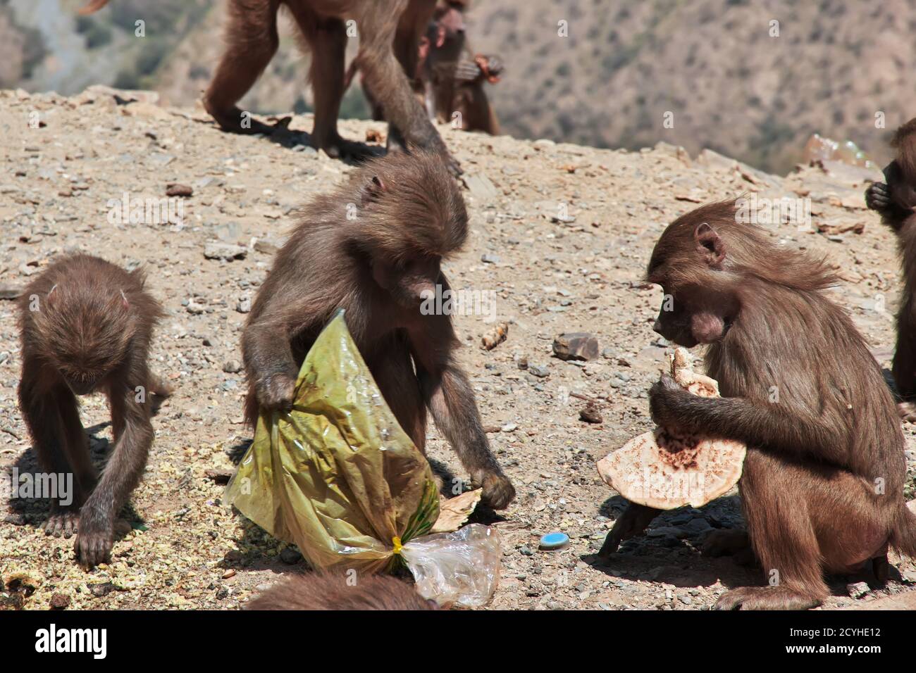 The monkey in mountains of Saudi Arabia Stock Photo - Alamy