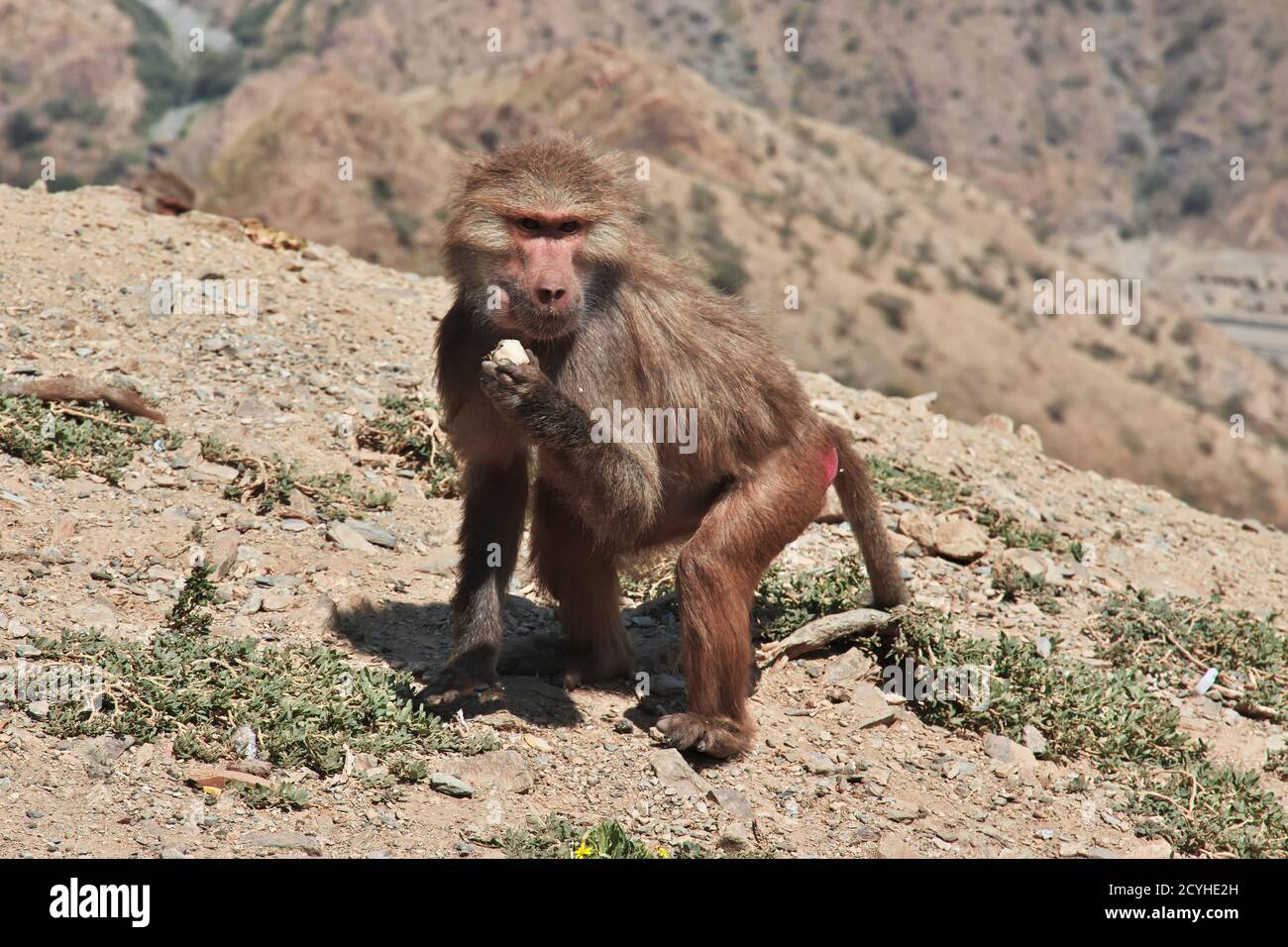 The monkey in mountains of Saudi Arabia Stock Photo - Alamy