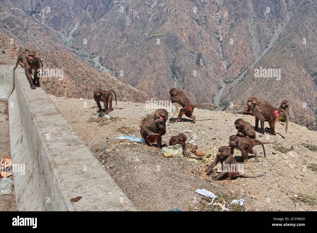 The monkey in mountains of Saudi Arabia Stock Photo - Alamy