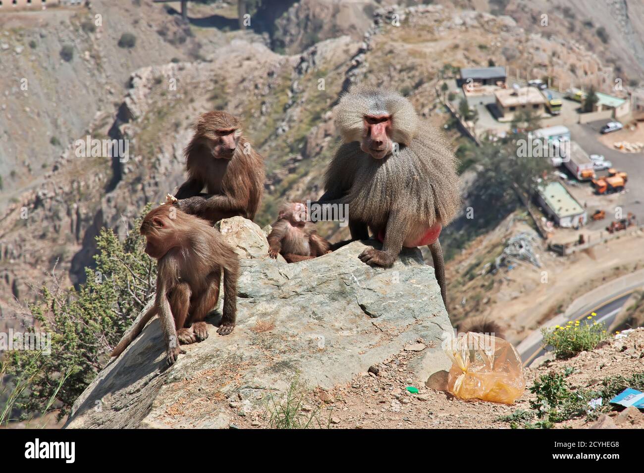 The monkey in mountains of Saudi Arabia Stock Photo - Alamy