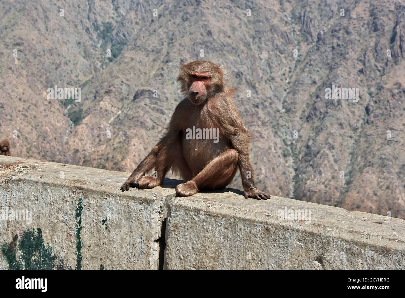 The monkey in mountains of Saudi Arabia Stock Photo - Alamy