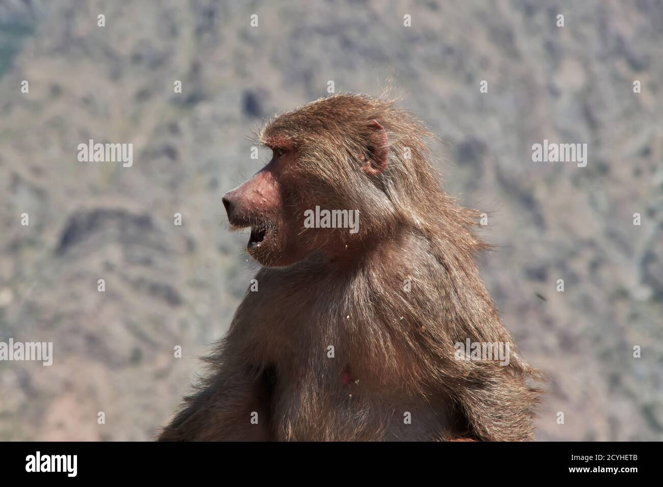 The monkey in mountains of Saudi Arabia Stock Photo - Alamy