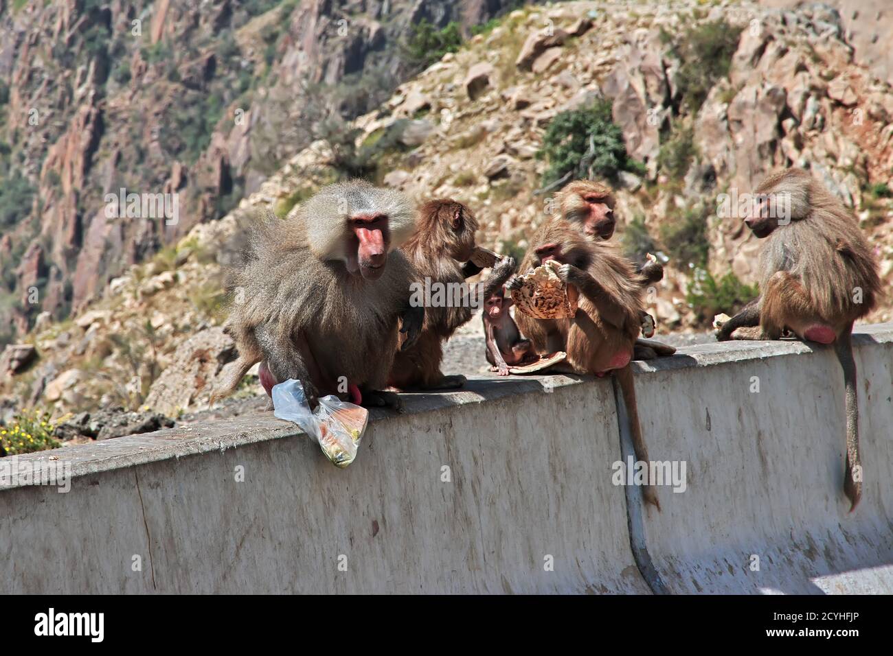 The monkey in mountains of Saudi Arabia Stock Photo - Alamy