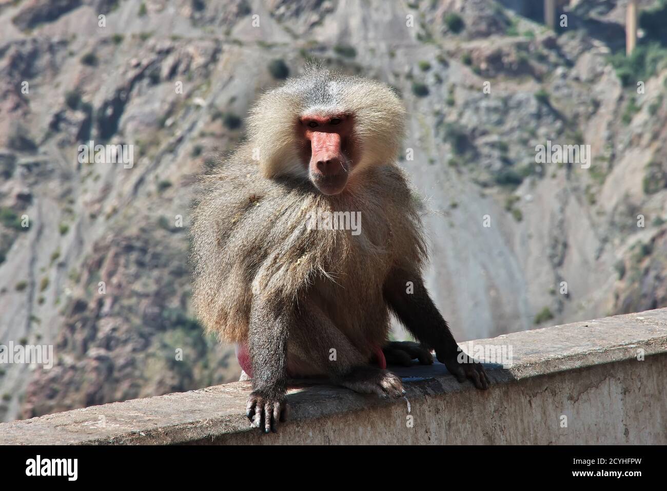 The monkey in mountains of Saudi Arabia Stock Photo - Alamy