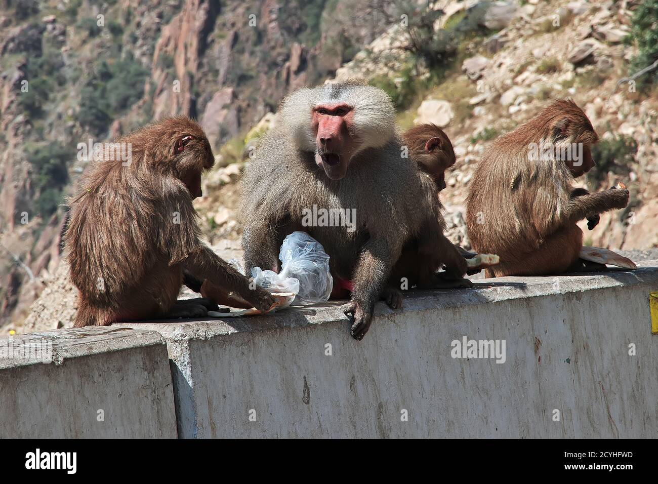 The monkey in mountains of Saudi Arabia Stock Photo - Alamy