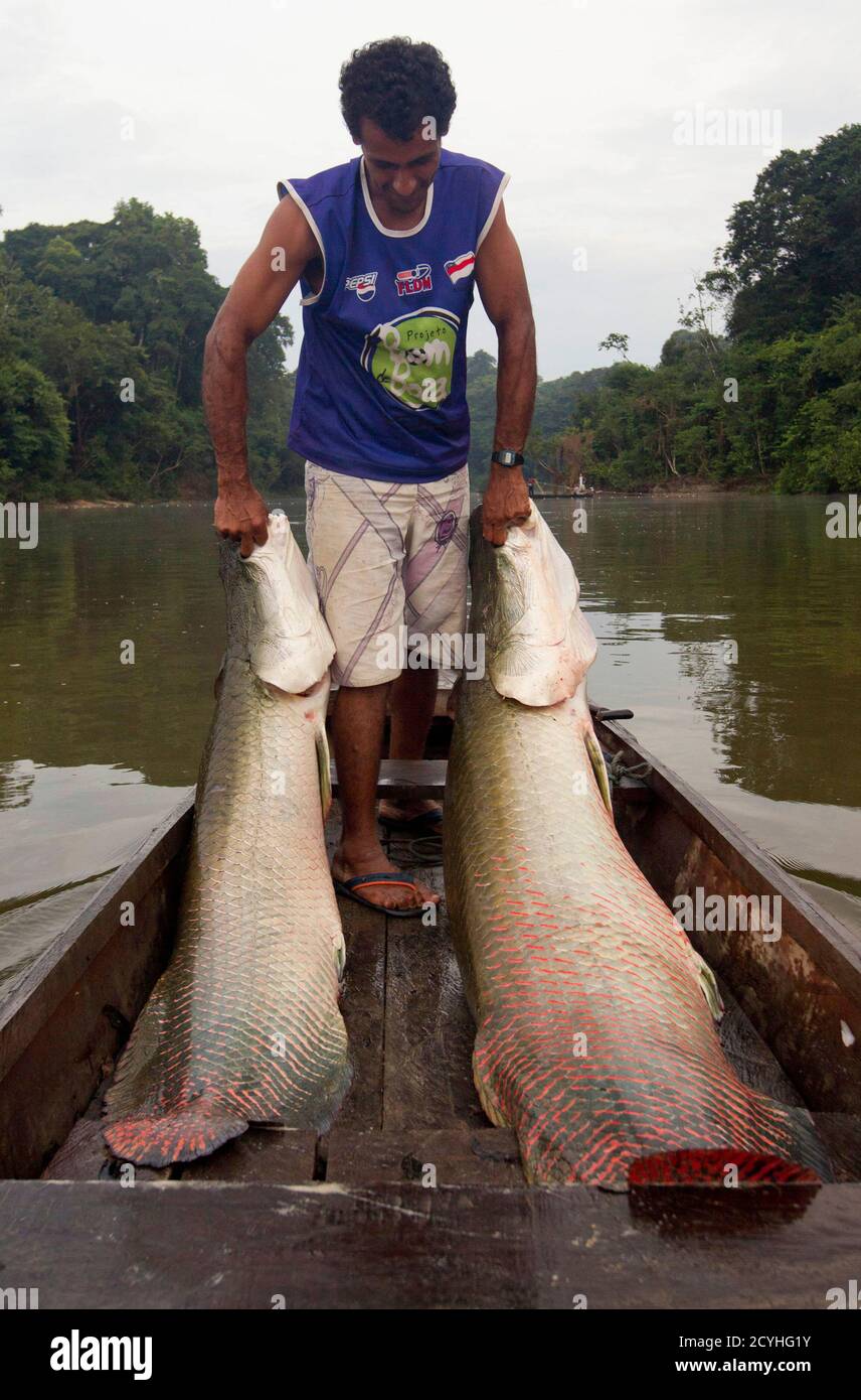 Pirarucús hi-res stock photography and images - Alamy