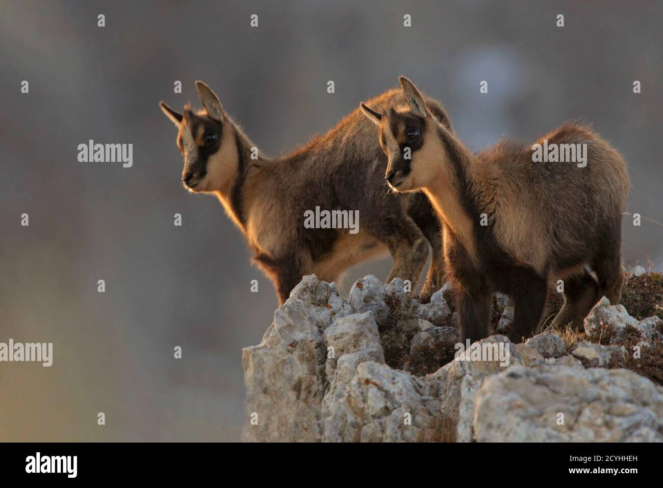 Appennine chamois, Gran Sasso National park, Campo Imperatore, Majella ...