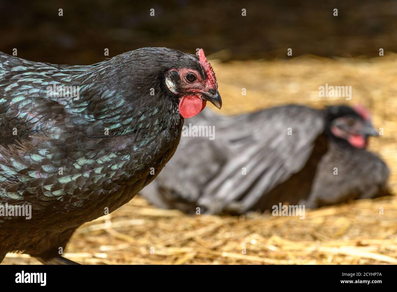 Hens and chickens raised on organic farm in France Stock Photo - Alamy