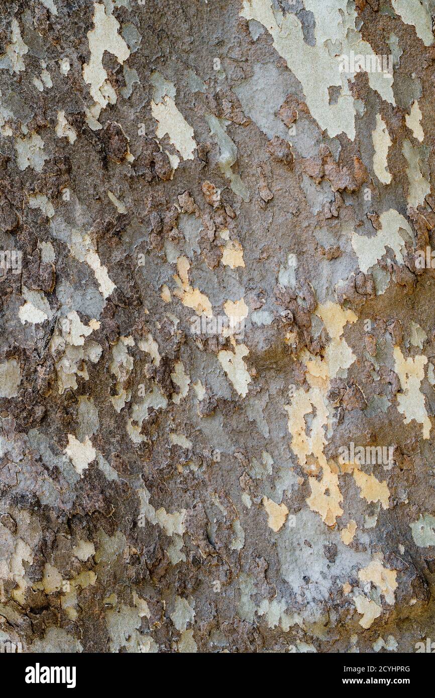 Platanus occidentalis tree bark texture closeup. A tree shedding bark ...