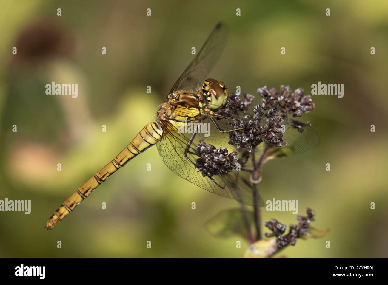 Common Darter dragonfly resting Stock Photo - Alamy