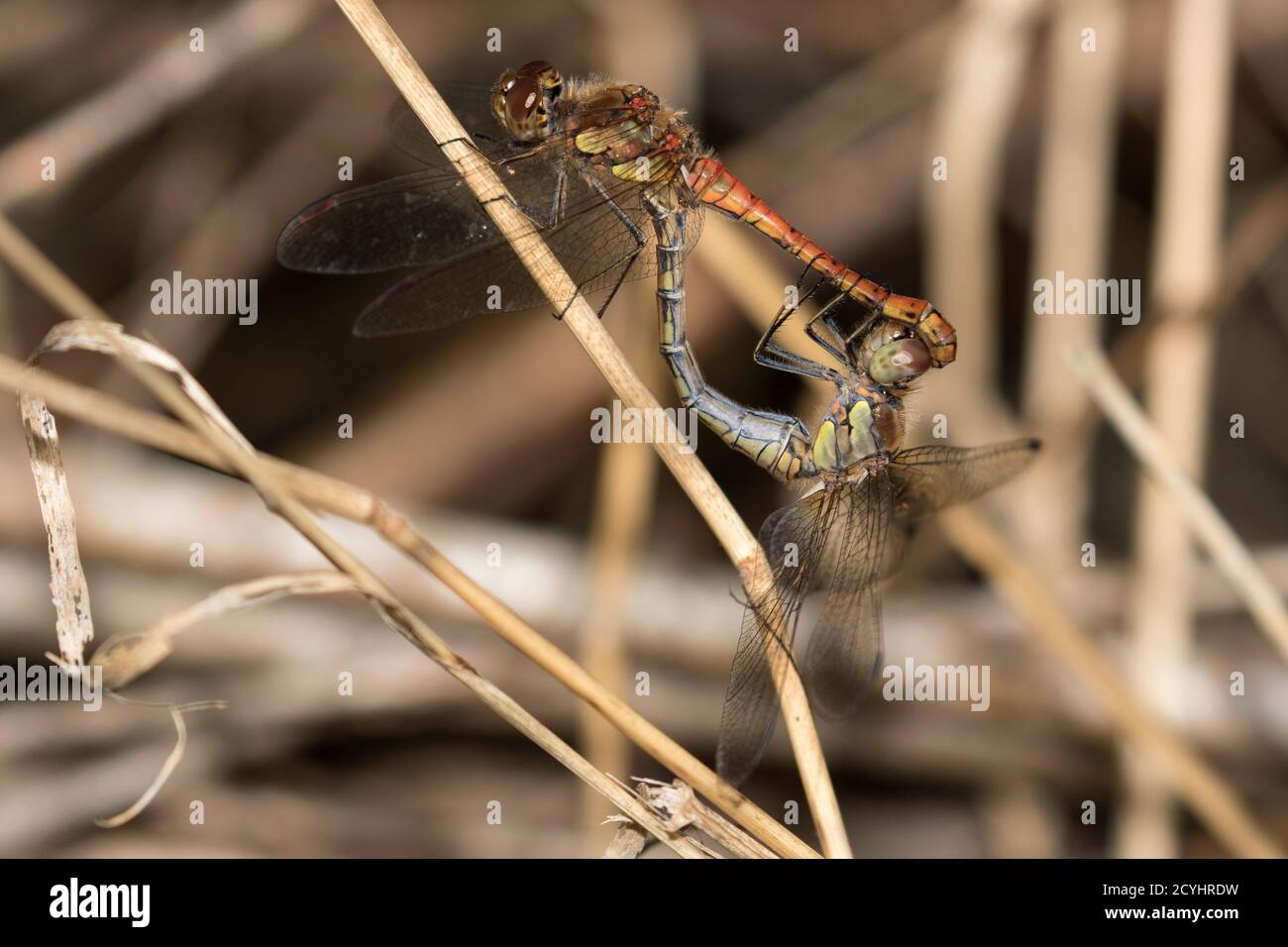 Common Darter dragonfly resting Stock Photo - Alamy