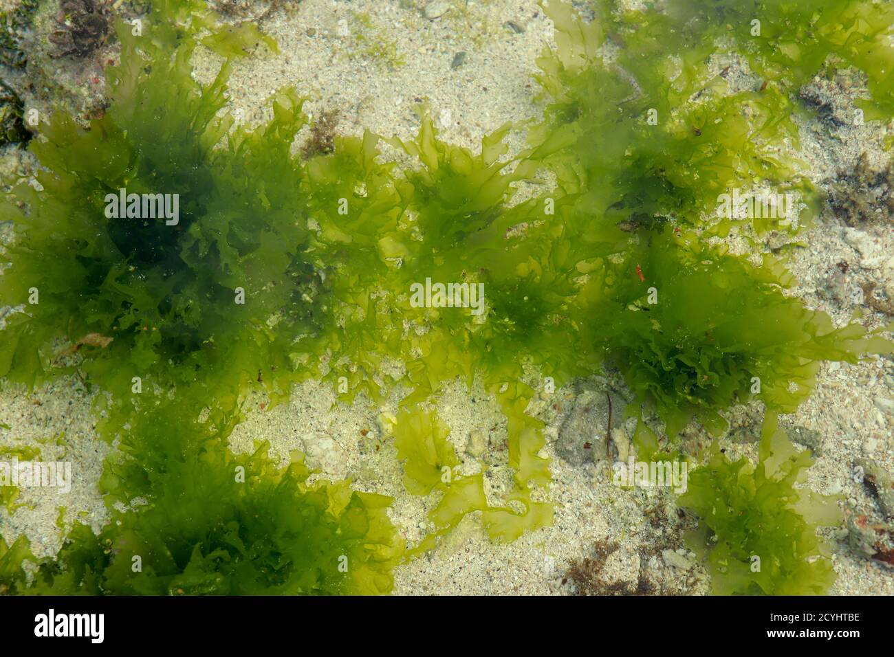 Sea Grass Ecosystem High Resolution Stock Photography and Images - Alamy