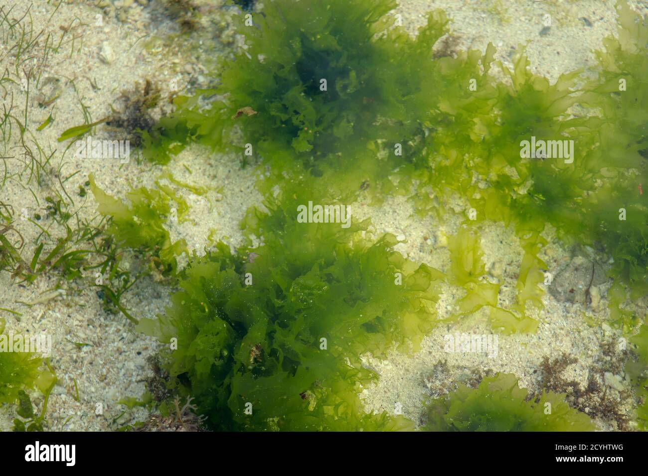 Sea Grass Ecosystem High Resolution Stock Photography and Images - Alamy