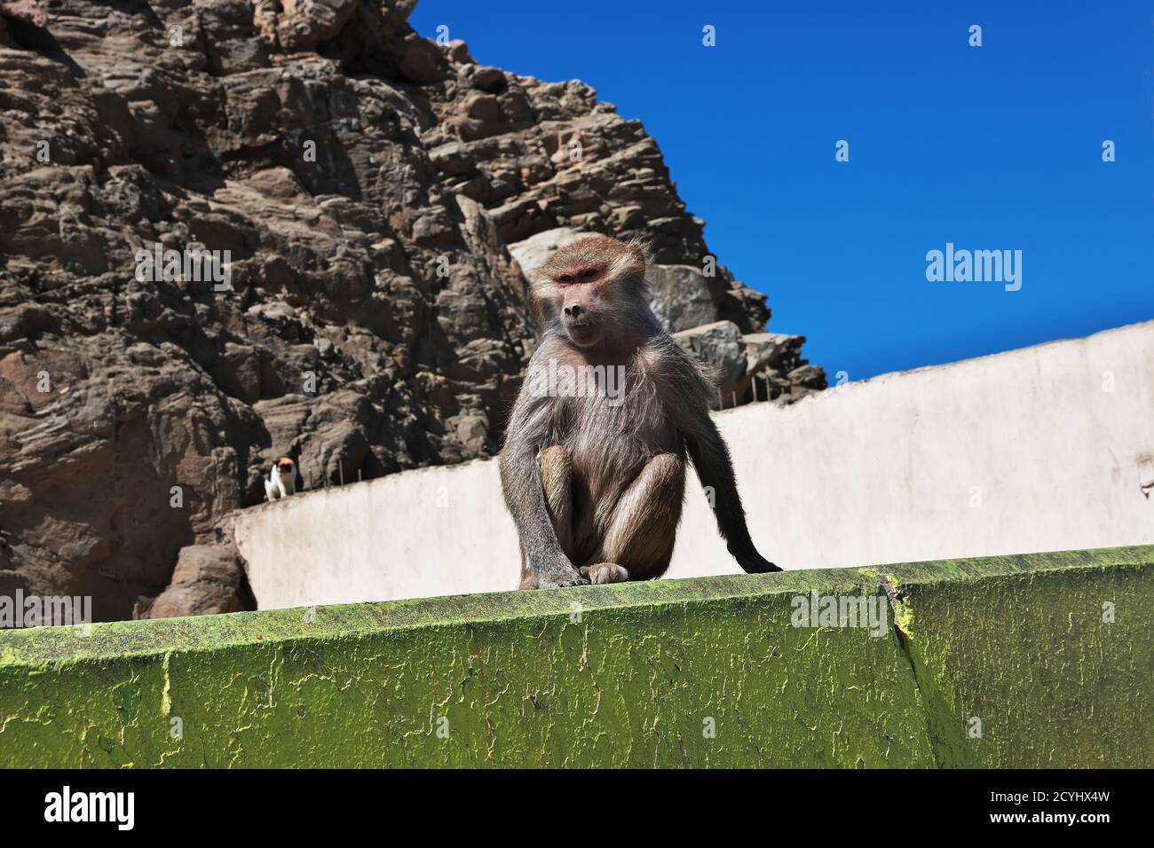 The monkey in mountains of Saudi Arabia Stock Photo - Alamy