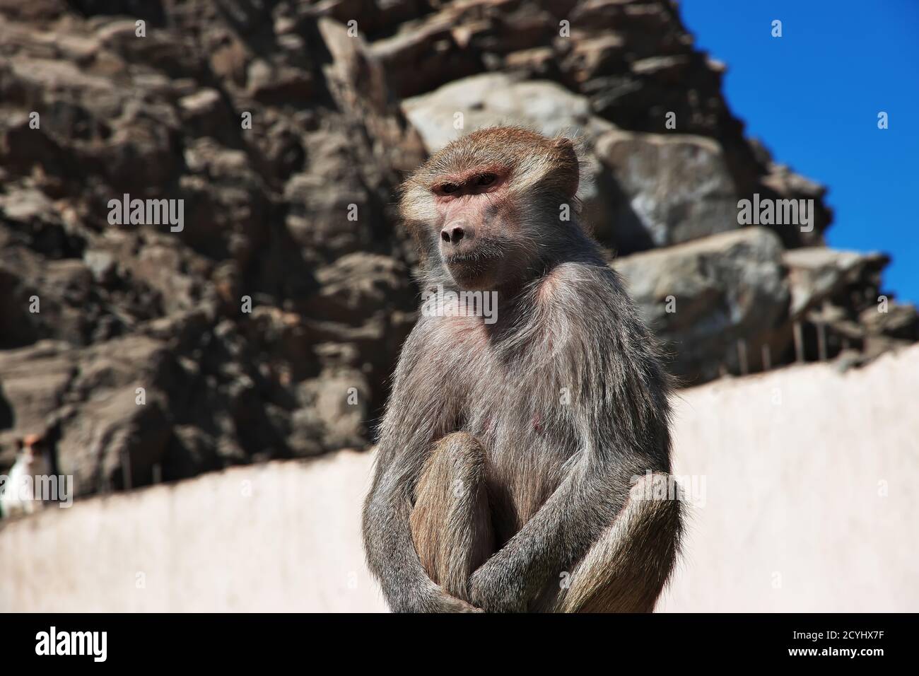 The monkey in mountains of Saudi Arabia Stock Photo - Alamy