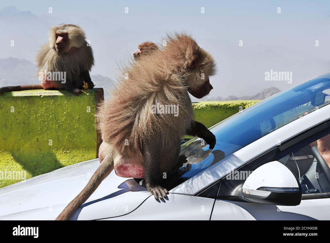 Saudi Arabia - 09 Mar 2020: The monkey in mountains of Saudi Arabia ...