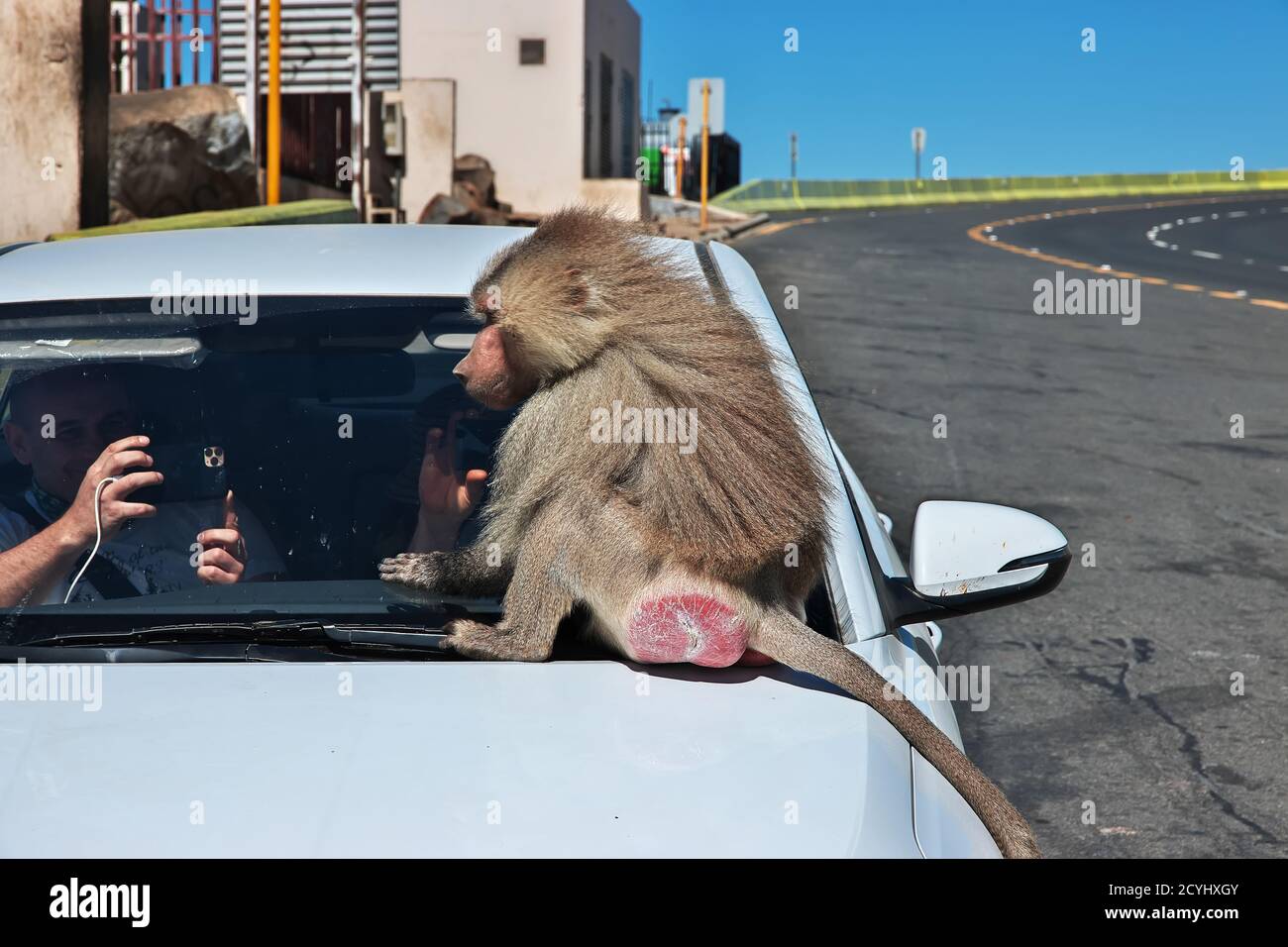 Saudi Arabia - 09 Mar 2020: The monkey in mountains of Saudi Arabia ...