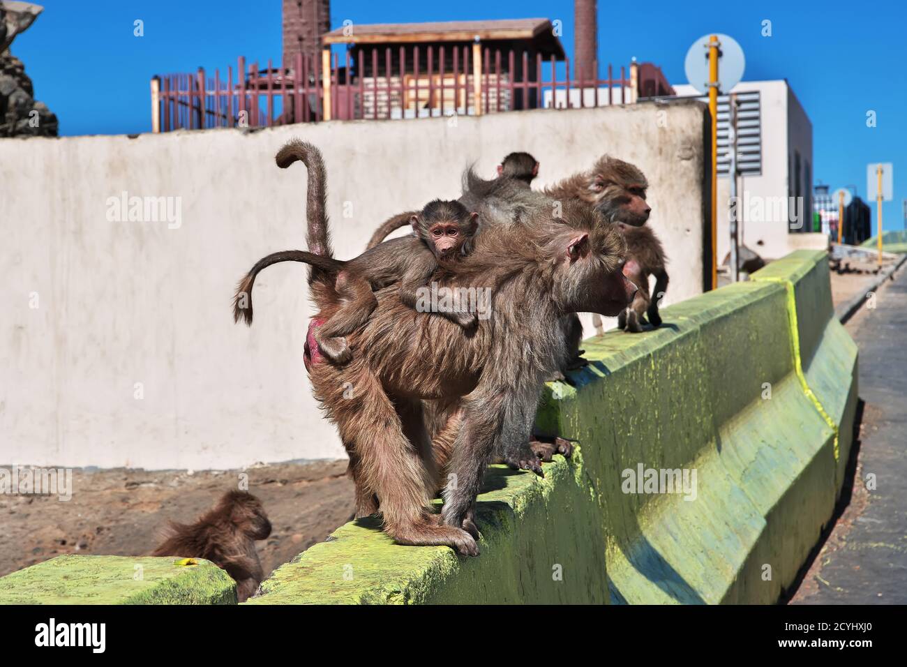 The monkey in mountains of Saudi Arabia Stock Photo - Alamy