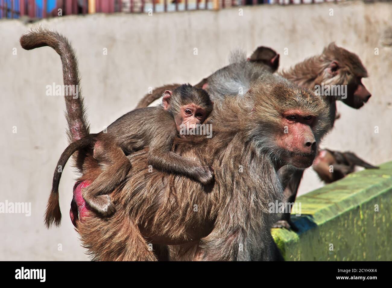 The monkey in mountains of Saudi Arabia Stock Photo - Alamy