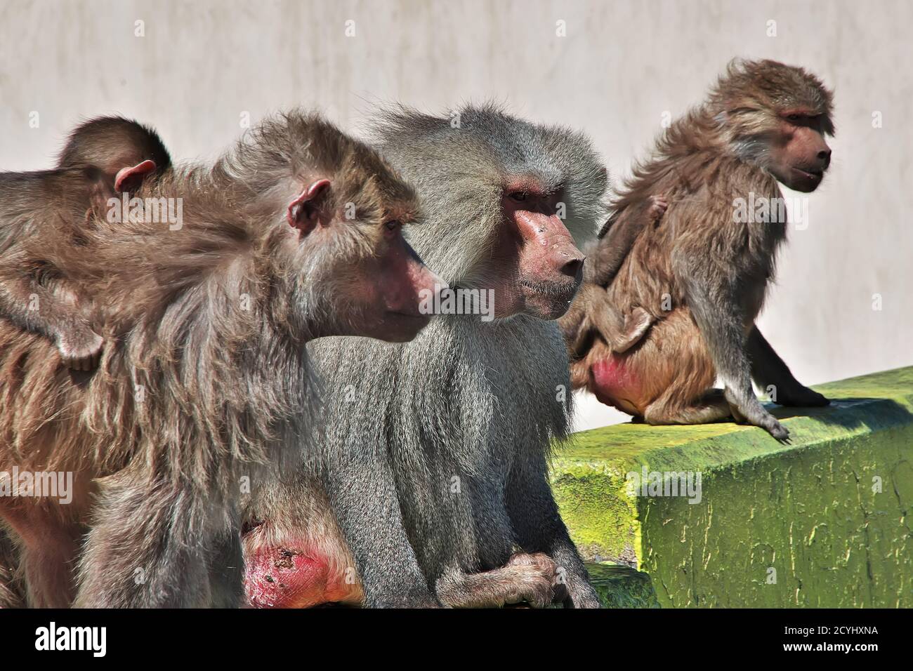 The monkey in mountains of Saudi Arabia Stock Photo - Alamy