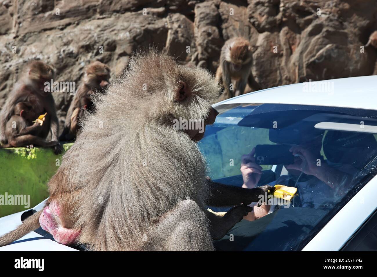 Saudi Arabia - 09 Mar 2020: The monkey in mountains of Saudi Arabia ...