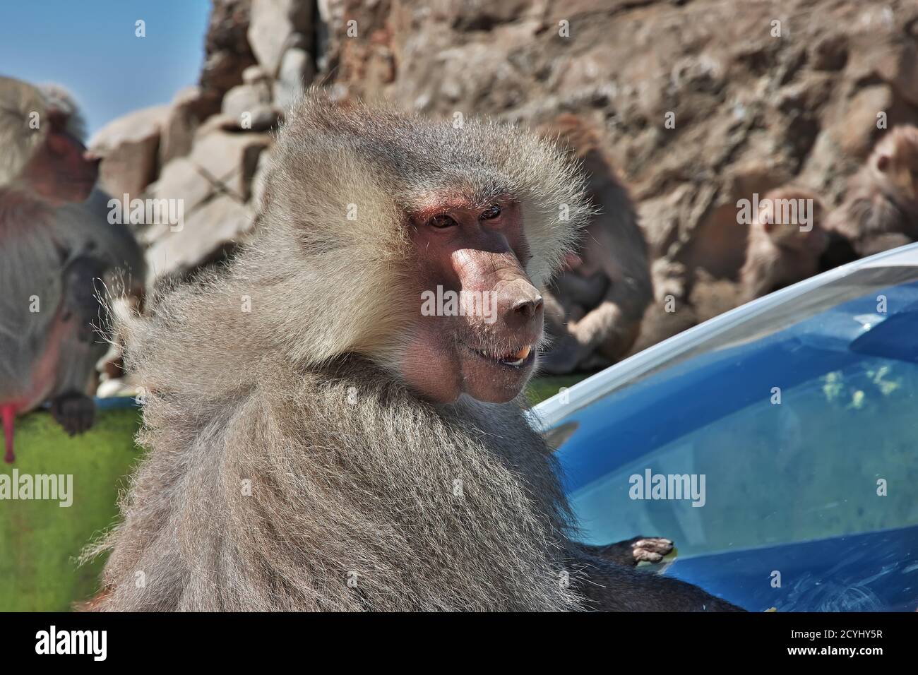 The monkey in mountains of Saudi Arabia Stock Photo - Alamy