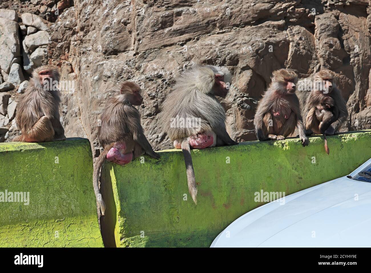 The monkey in mountains of Saudi Arabia Stock Photo - Alamy