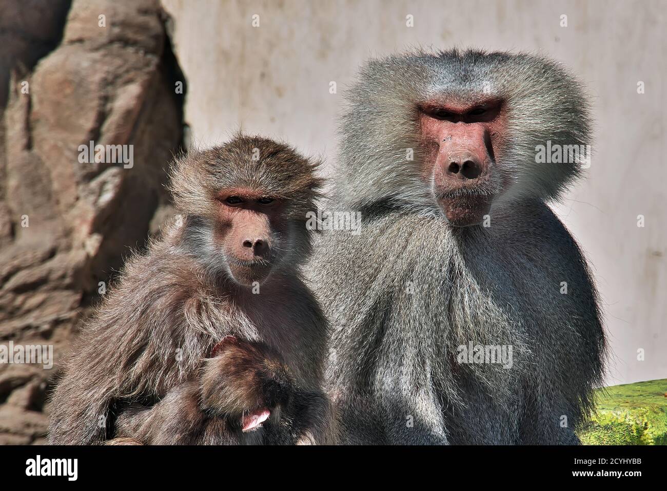 The monkey in mountains of Saudi Arabia Stock Photo - Alamy