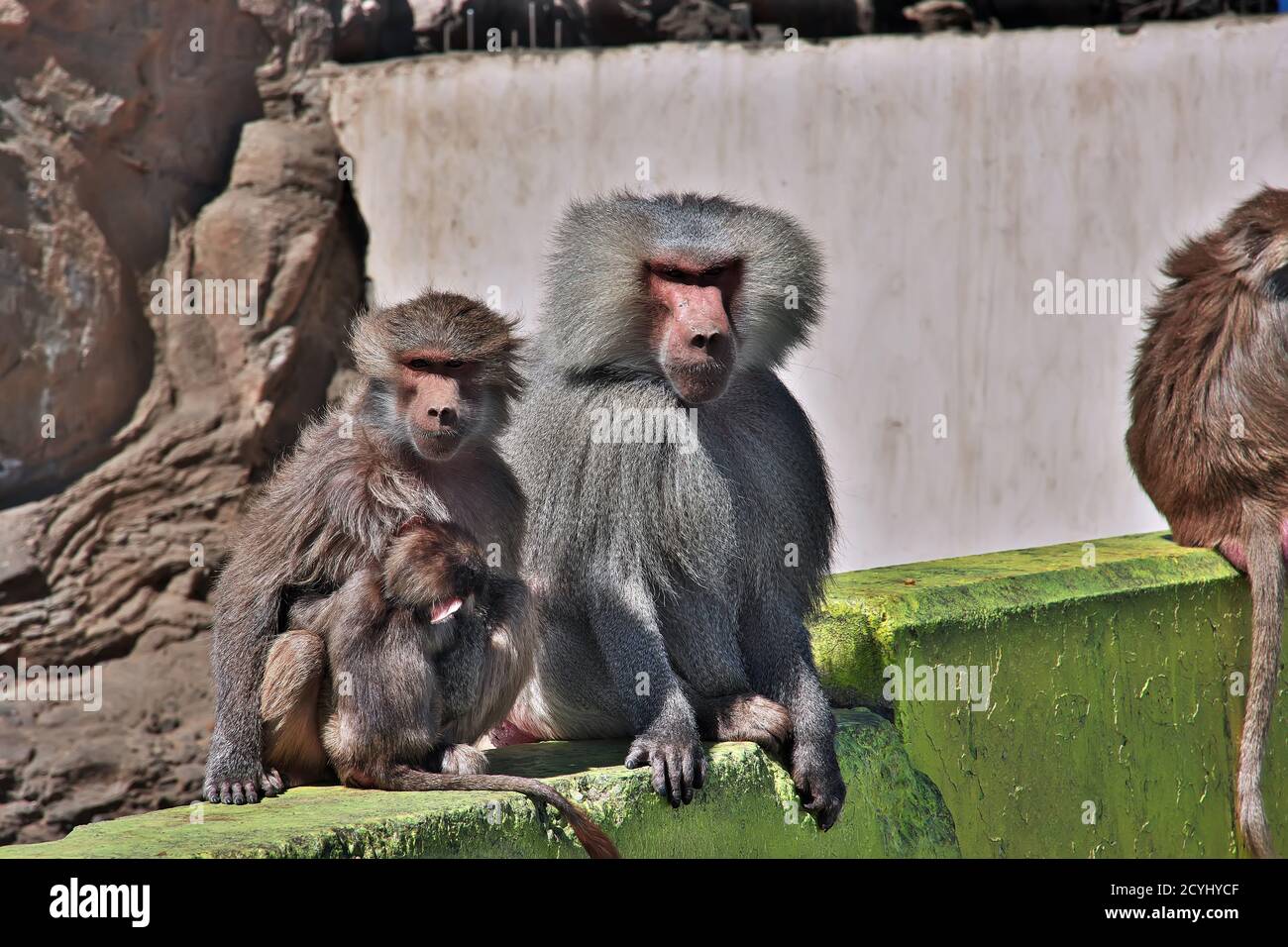 The monkey in mountains of Saudi Arabia Stock Photo - Alamy