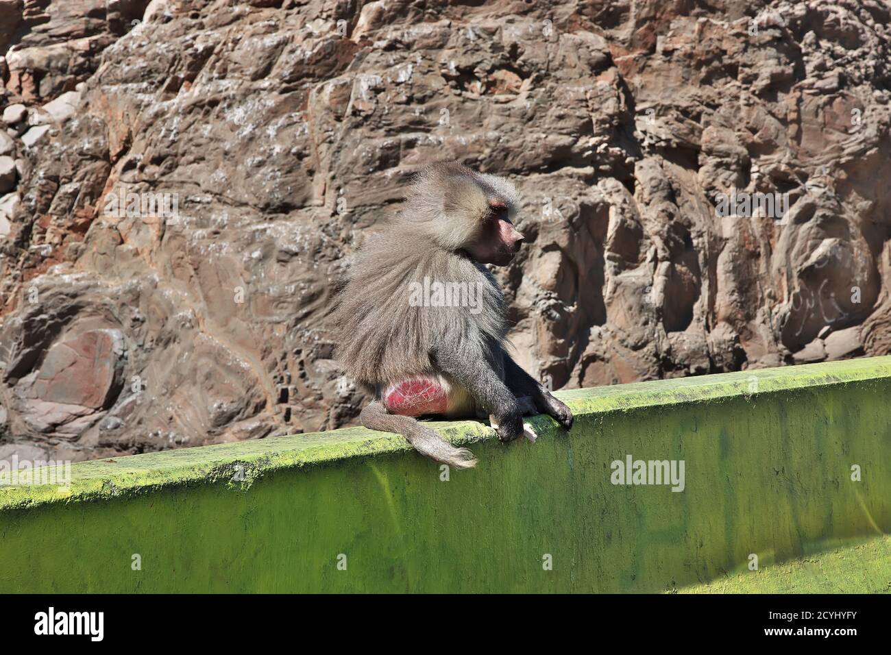 The monkey in mountains of Saudi Arabia Stock Photo - Alamy