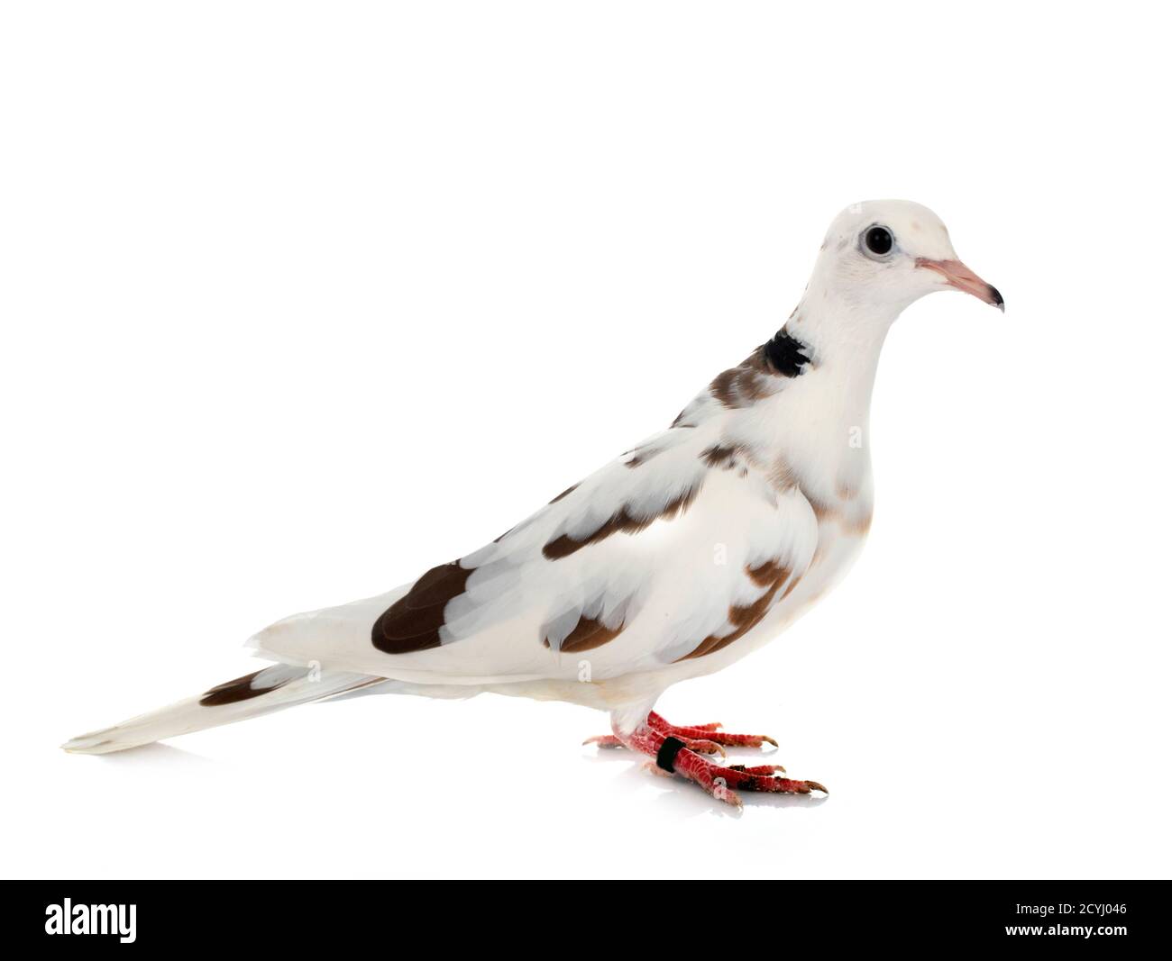 African collared dove in front of white background Stock Photo - Alamy