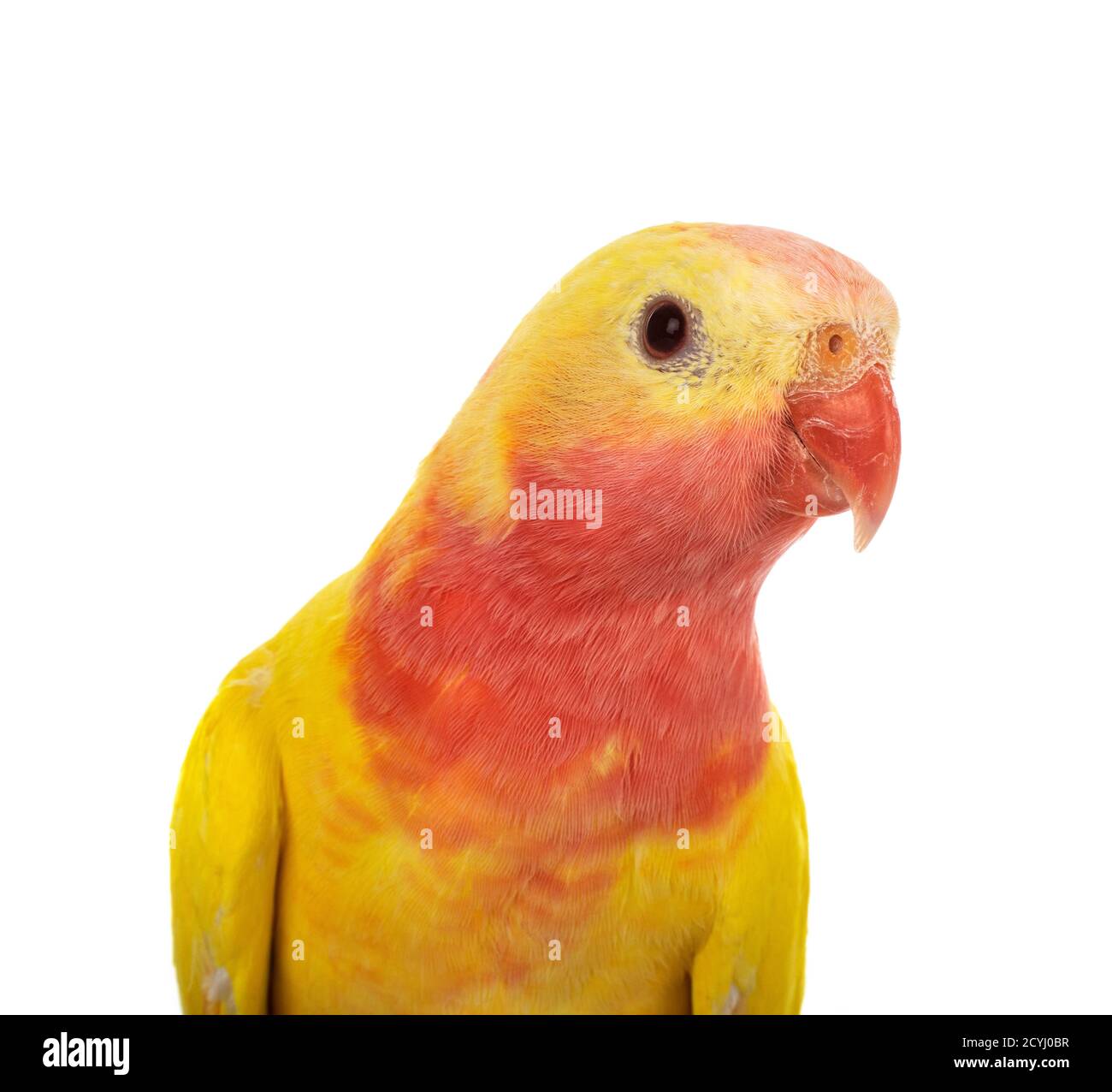 Princess parrot in front of white background Stock Photo - Alamy