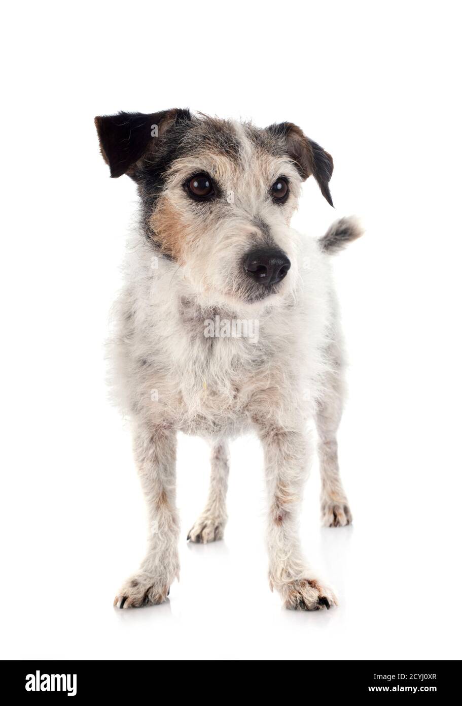 old jack russel terrier in front of white background Stock Photo - Alamy