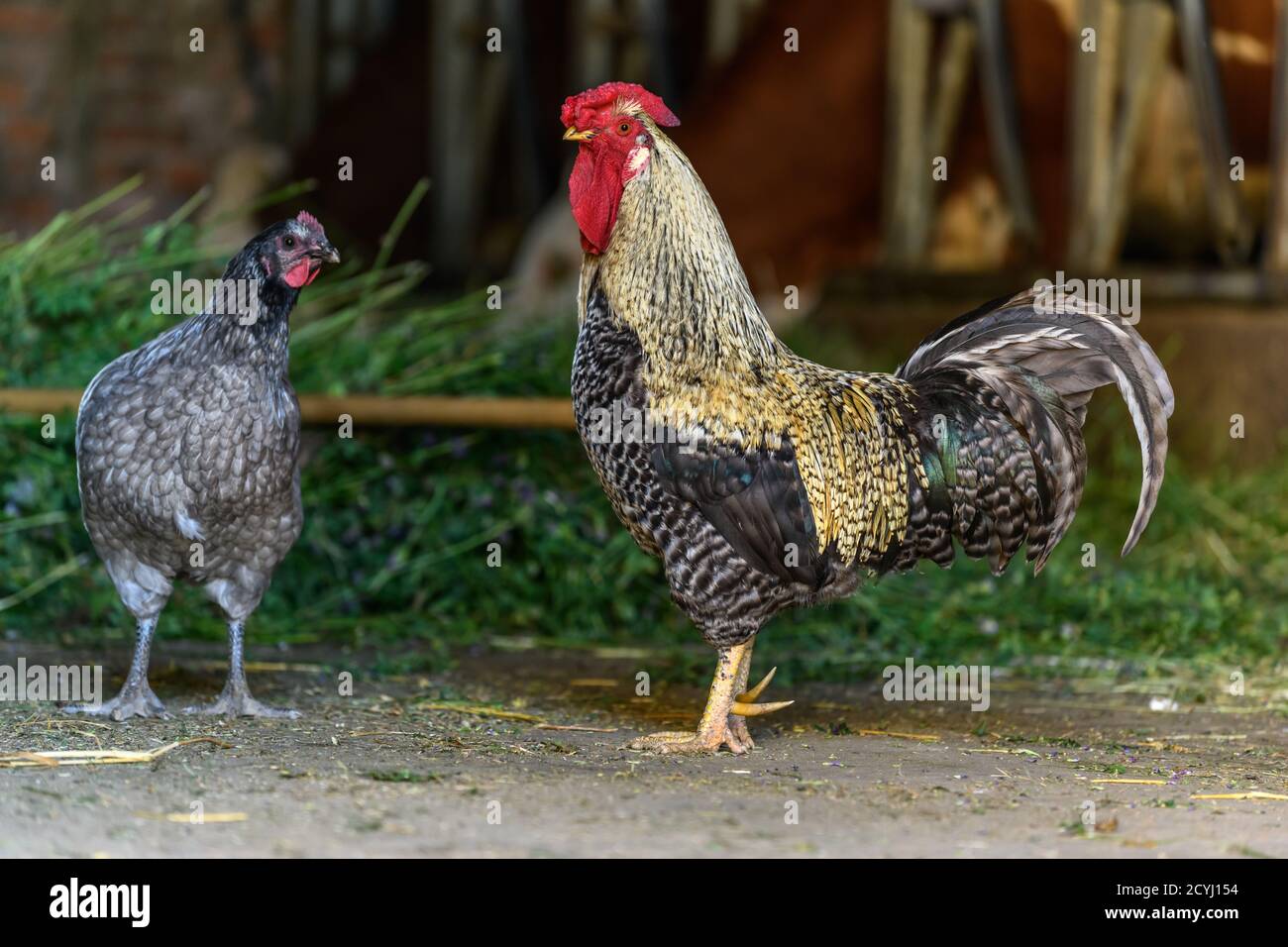 Hens and chickens raised on organic farm in France Stock Photo - Alamy