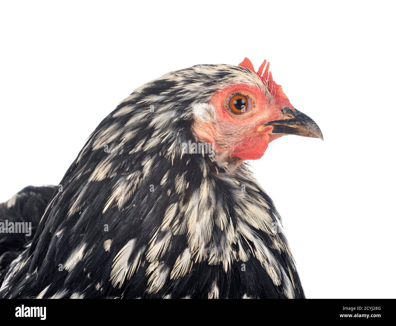 Pekin Bantam in front of white background Stock Photo - Alamy