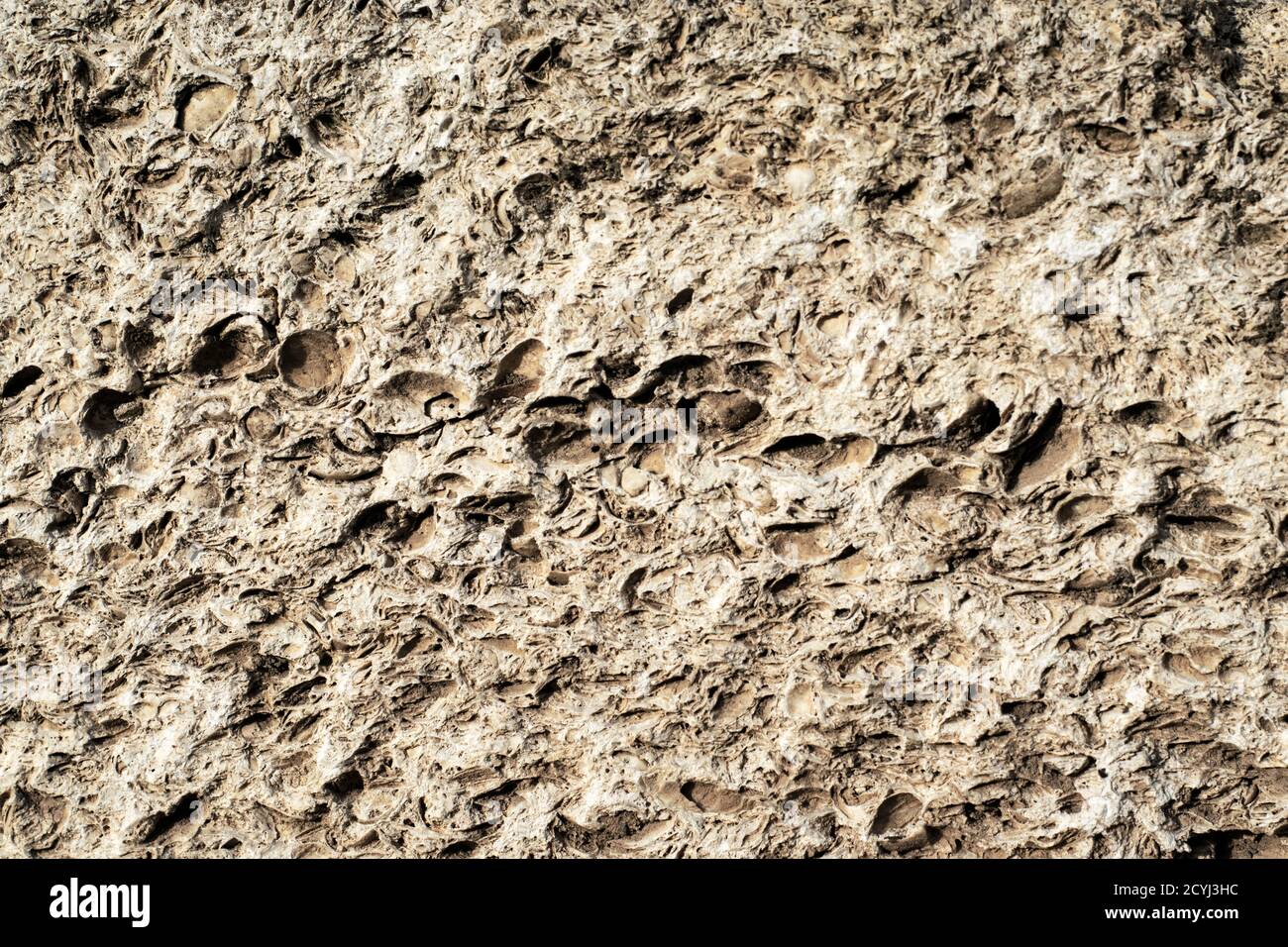old weathered shell stone surface background texture backdrop Stock ...
