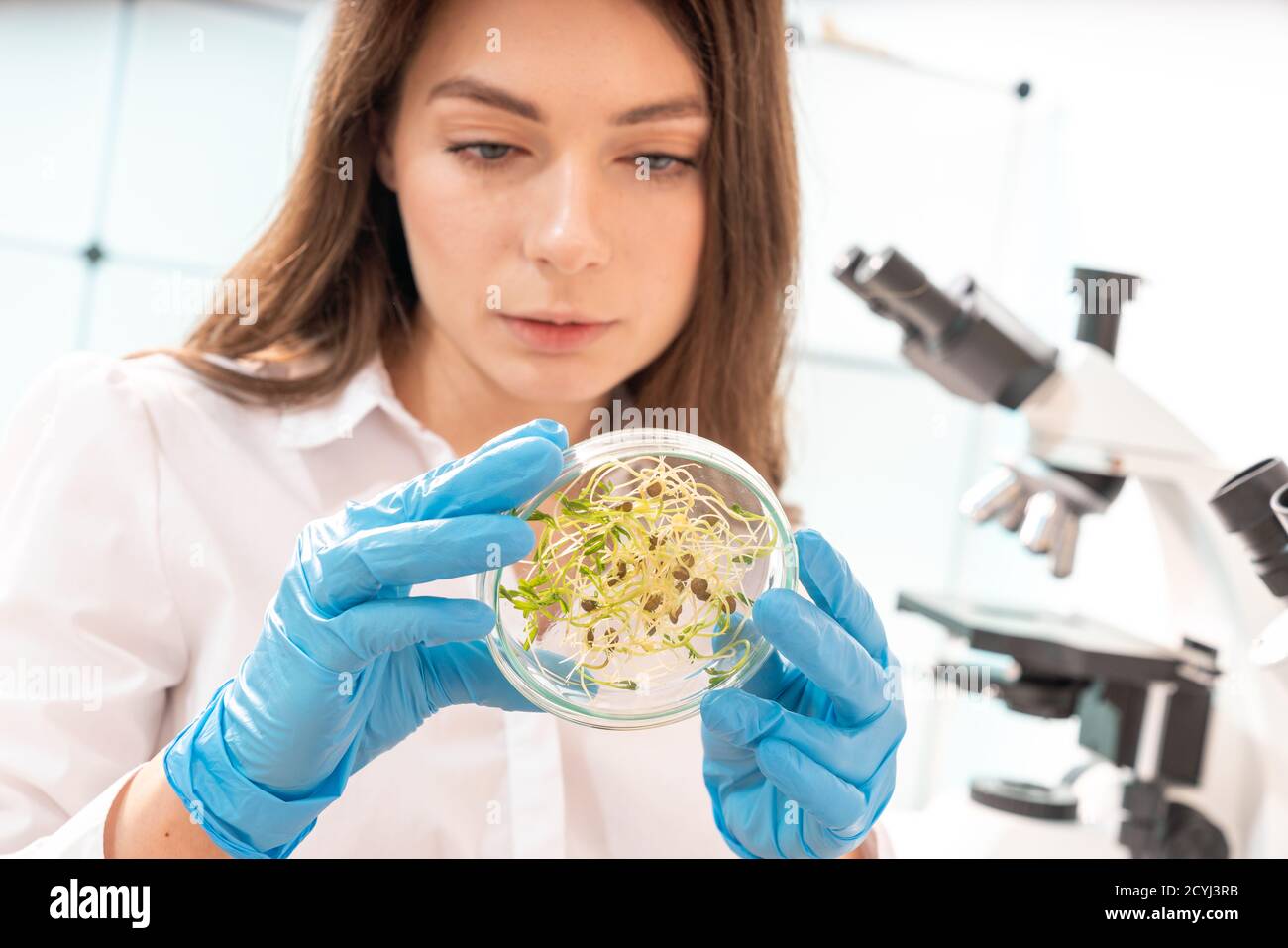 Inspection of the quality of agricultural seeds. Checking the quality ...