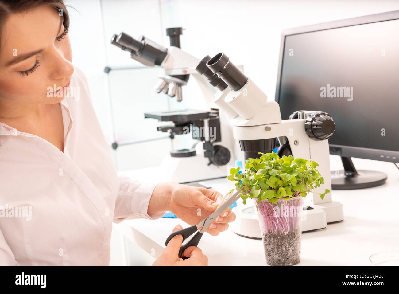 Inspection of the quality of agricultural seeds. Checking the quality ...