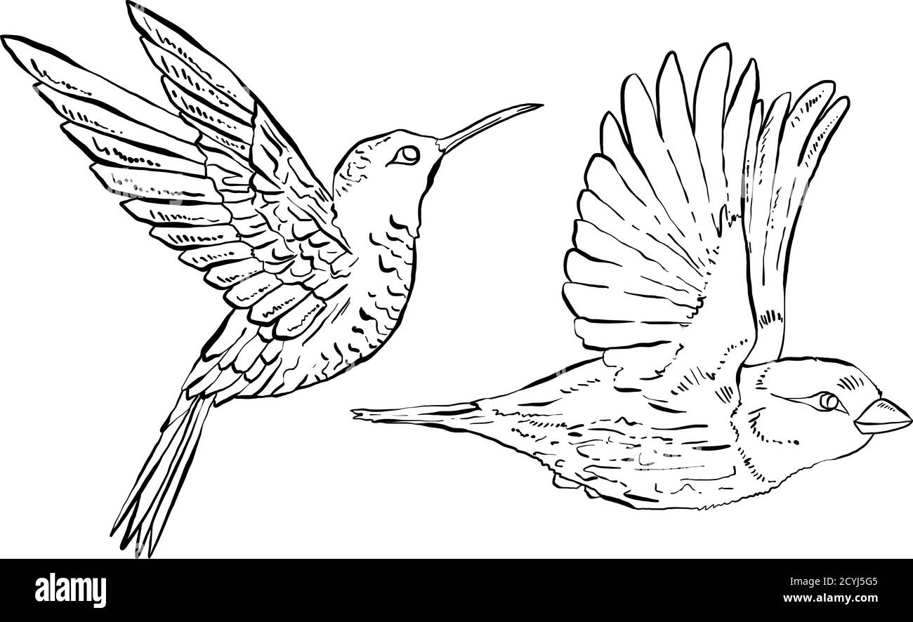 Sparrow Species Stock Vector Images - Alamy