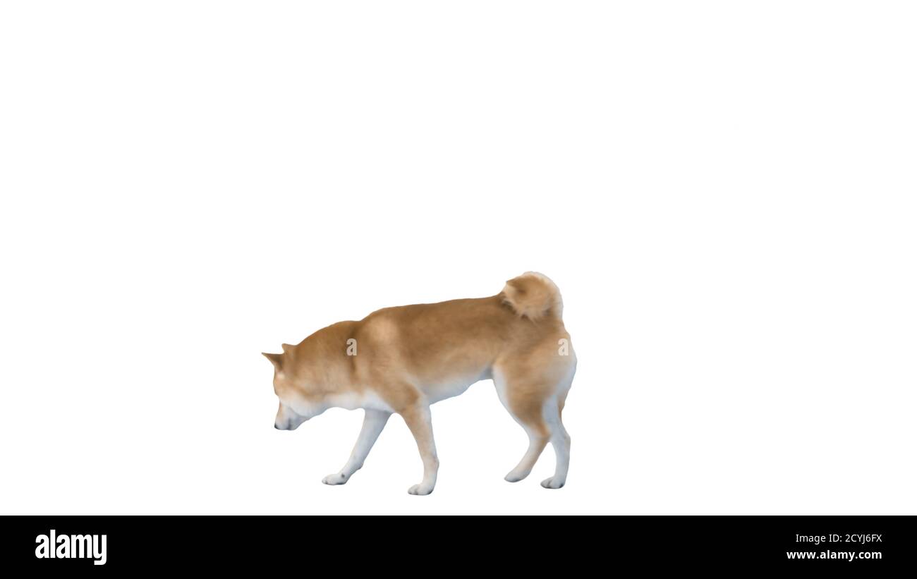 Red dog shiba inu walking and sniffing on white background Stock Photo ...