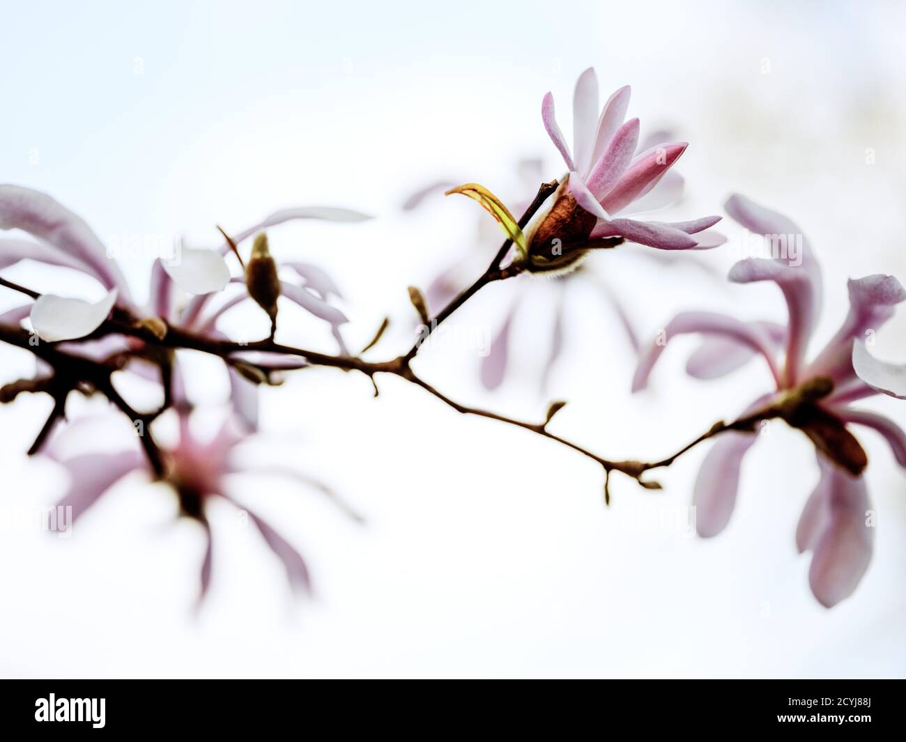 Close-up of blooming magnolia flowers in spring, showcasing branches ...