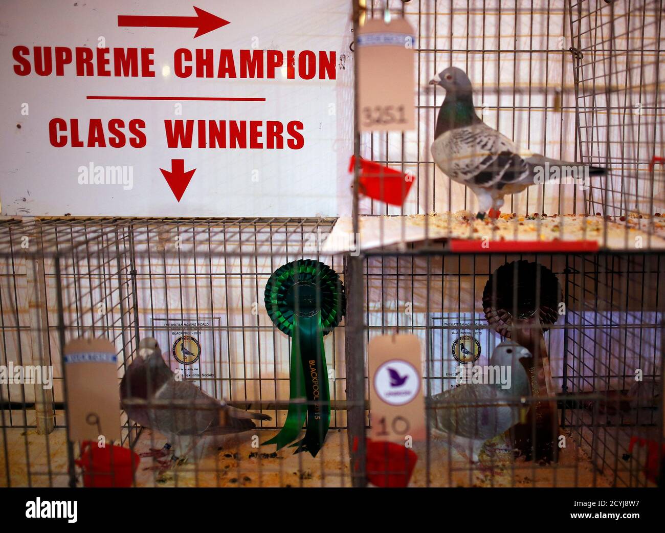 Pigeons in cage pigeon show hi-res stock photography and images - Alamy