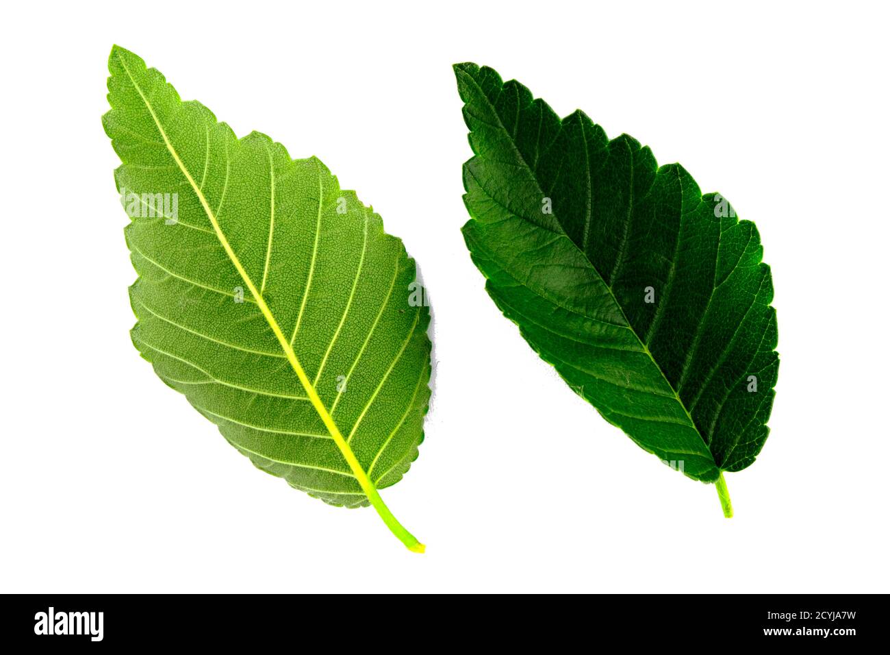 two green elm leaves isolated on the white background, top and bottom ...