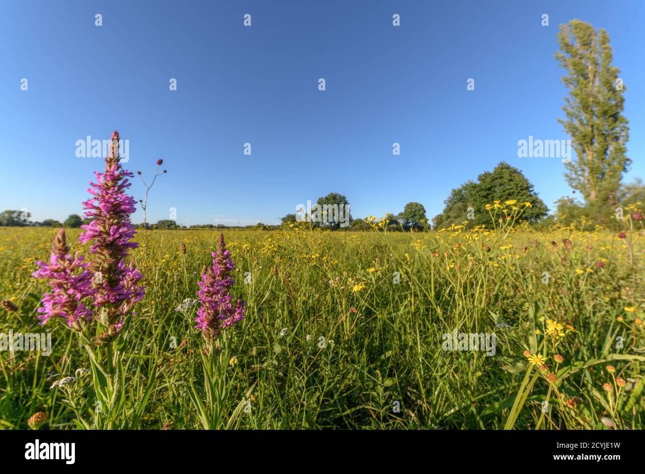 Spring Landscape - Plain of Alsace. France Stock Photo - Alamy