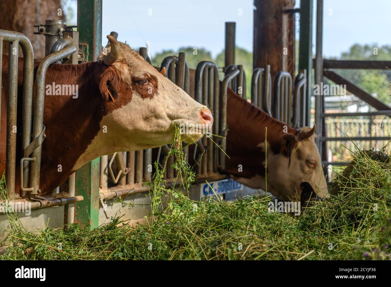 Cow eating grass, white clover in the paddock on farm in France Stock ...